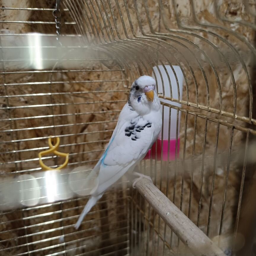 Волнистый попугай с клеткой