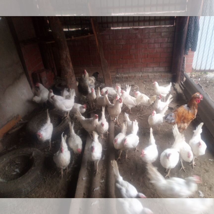 Только бетухи