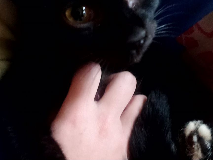 Метис бурмы мальчик