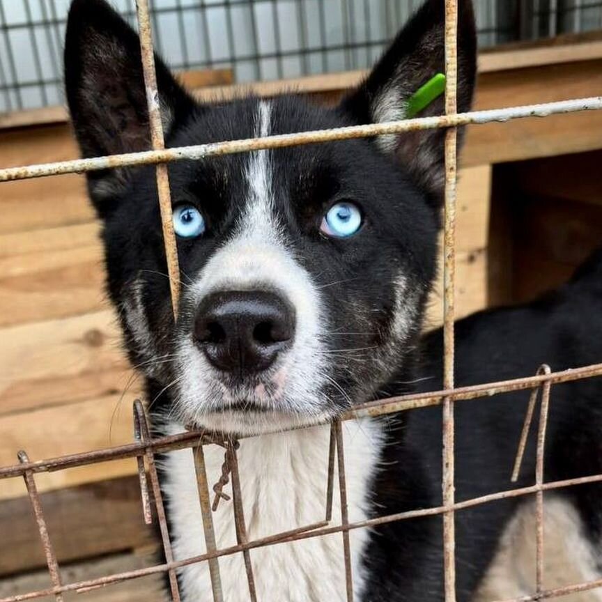 Взрослый пёс в добрые руки