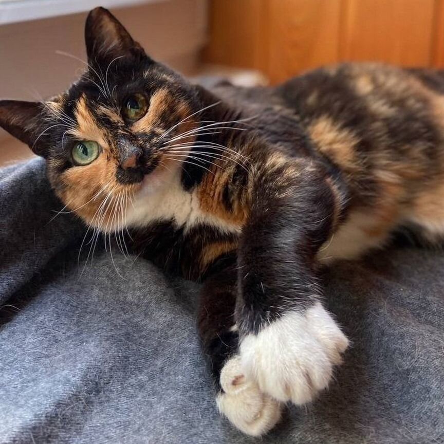 Взрослая, кошка в добрые руки