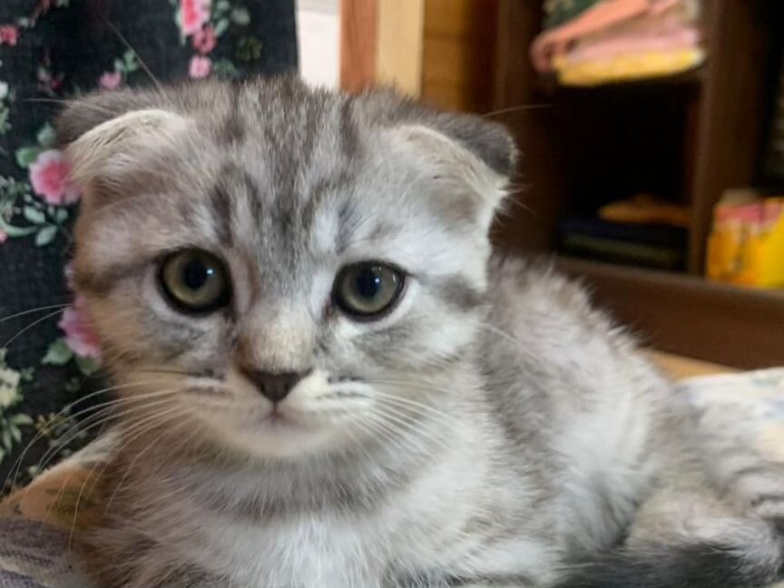 Шотландская вислоухая