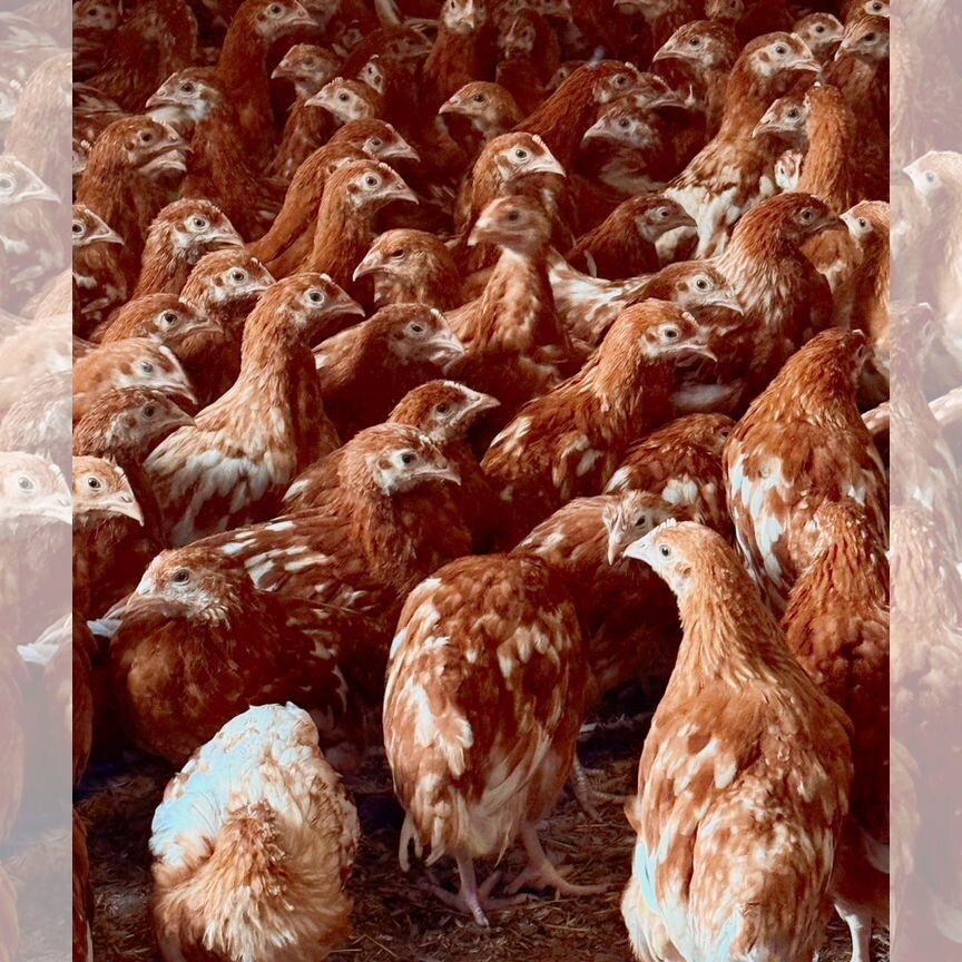 Куры несушки