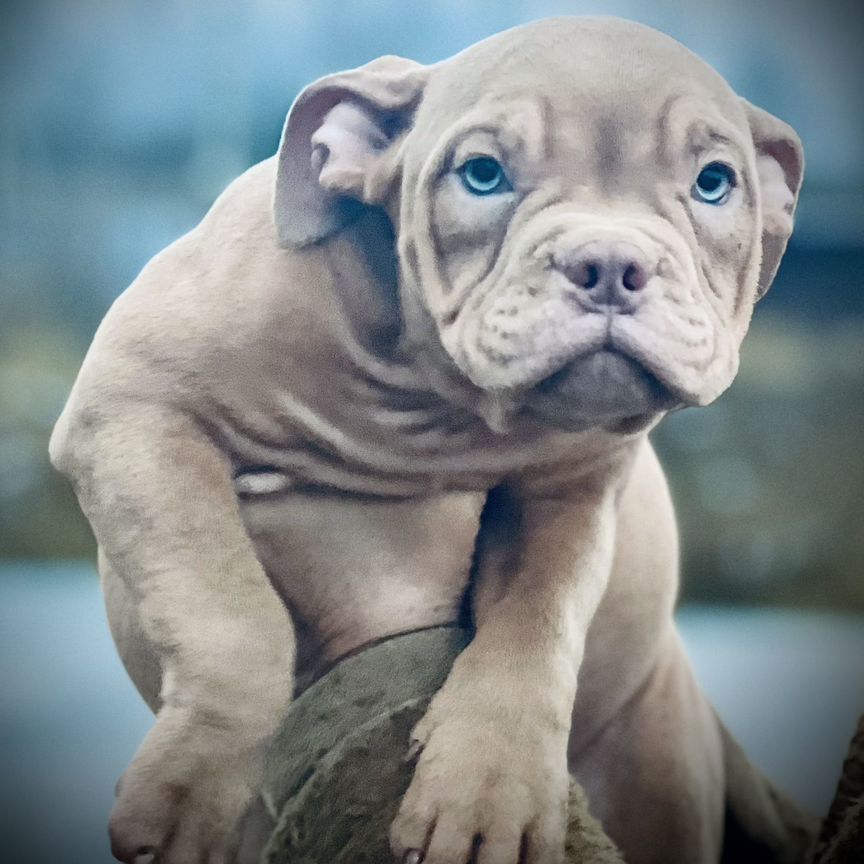 Американский булли, щенок