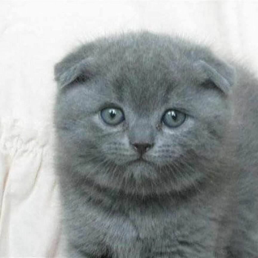 Банда шотландских котят