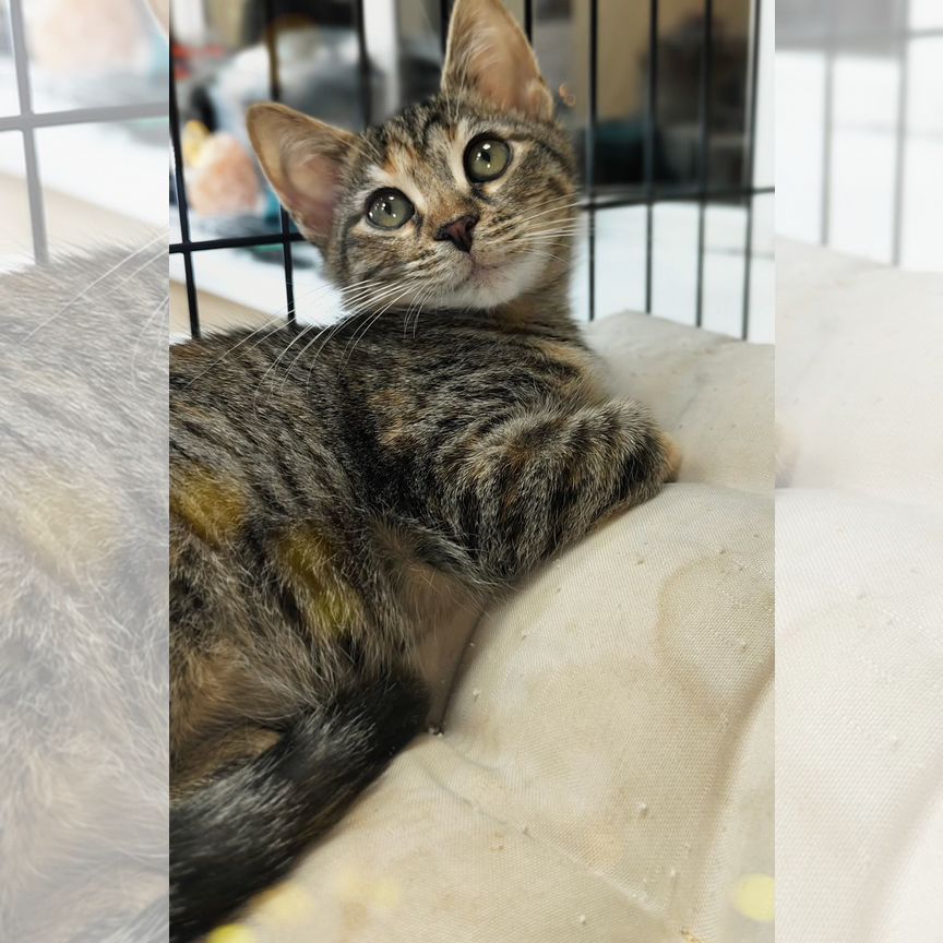 Котёнок в добрые руки