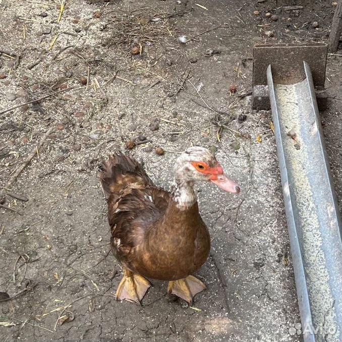 Утки и утята шептуны