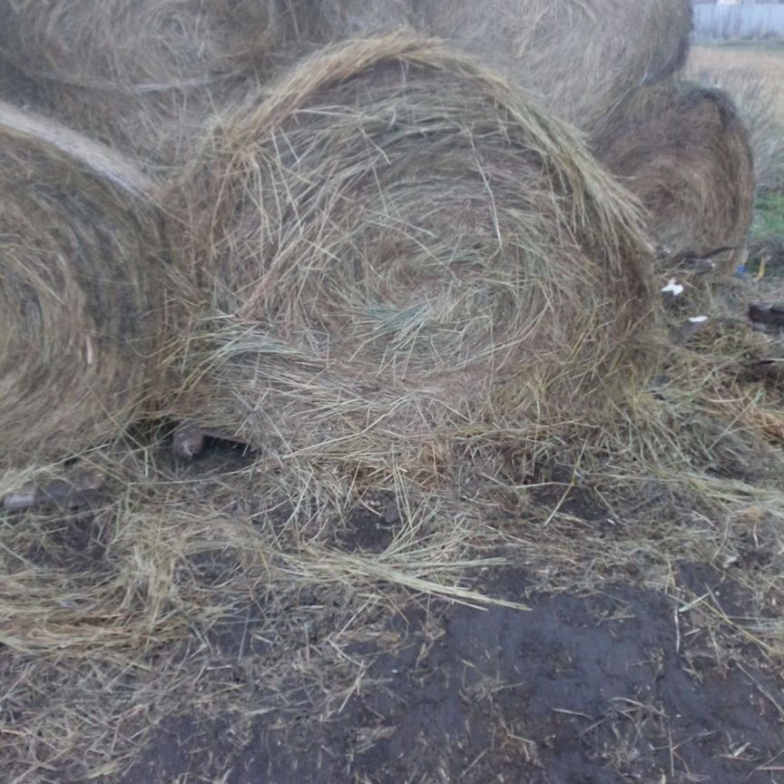 Сено в рулонах