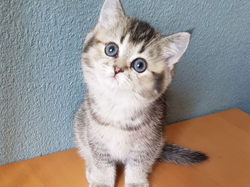 Шотландские котята
