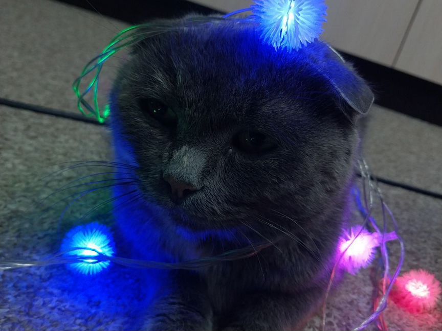 Шотландские вислоухие котята