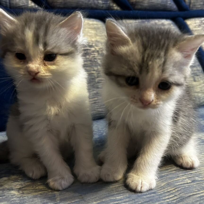 Американский короткошёрстный котёнок