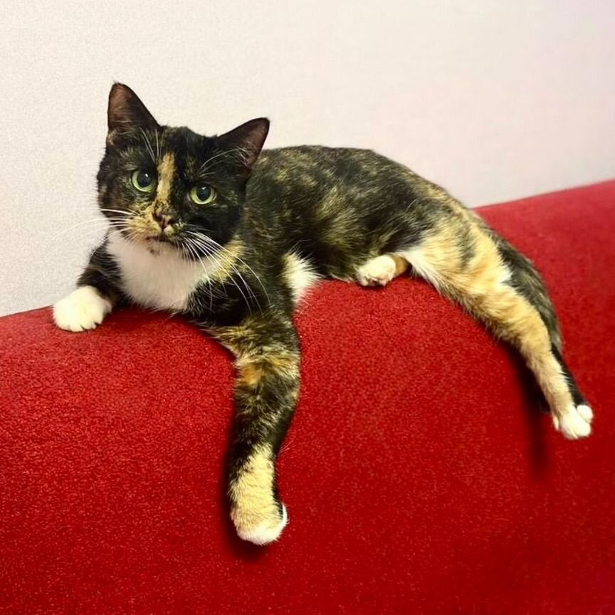 Передержка или дом ласковой воспитанной кошечки