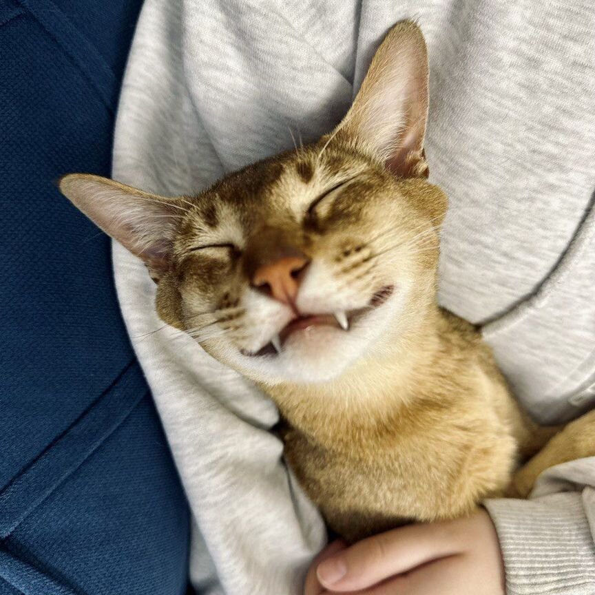 Абиссинец на вязку