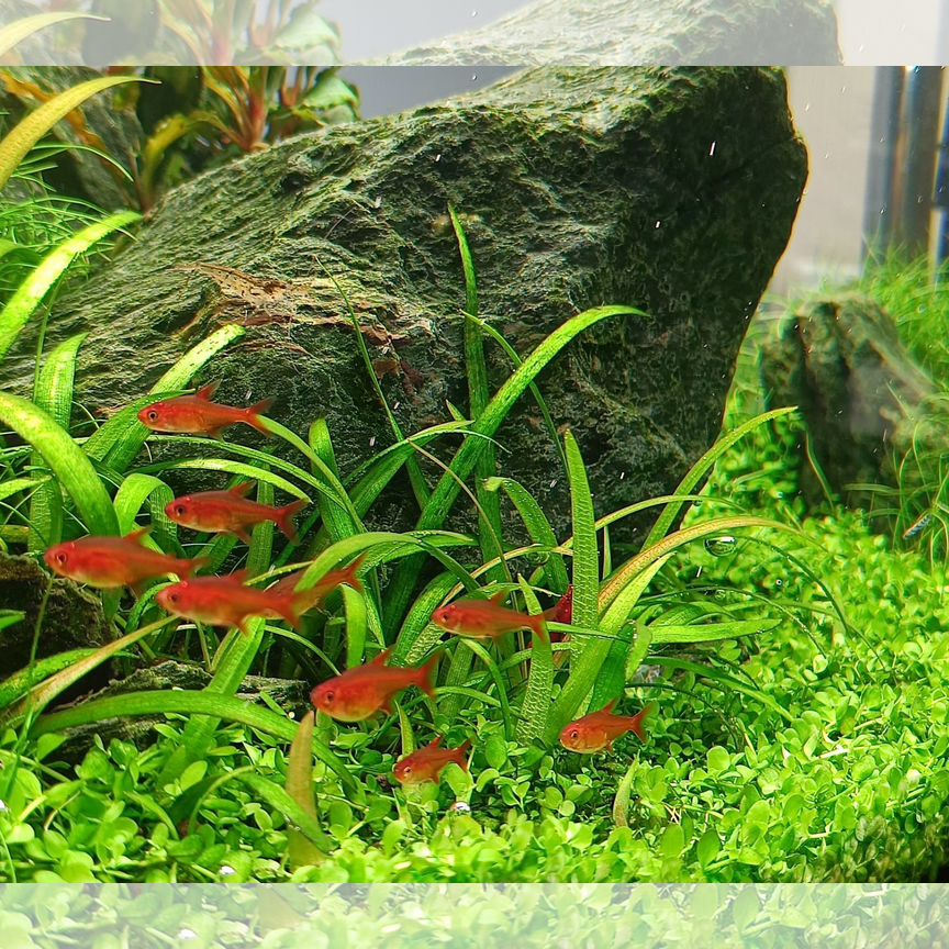 Аквариумные рыбки Тетра Аманда