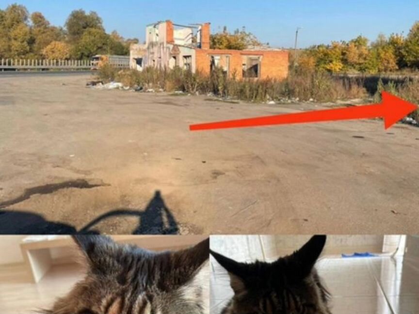 Кто видел эту кошку, сразу позвоните