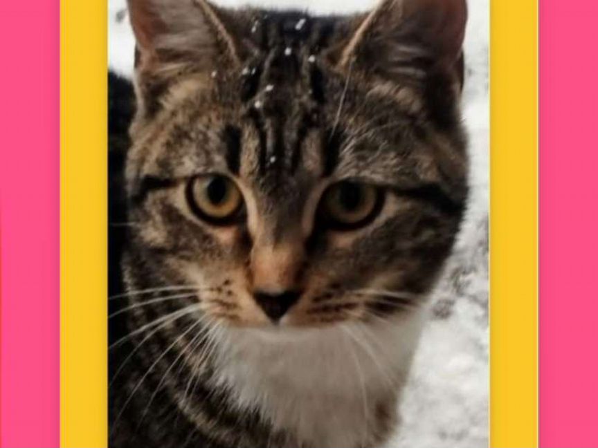 Котенок на улице шанс на жизнь