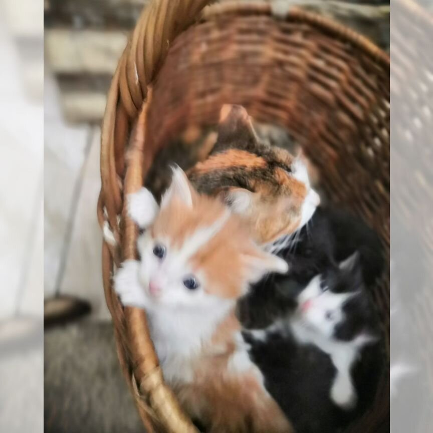 Отдам бесплатно