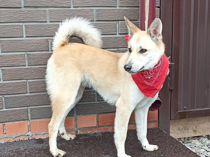 Небольшая лаечка