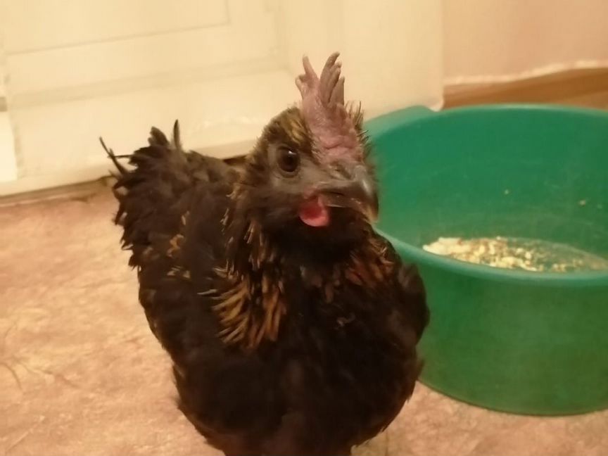 Куры петухи