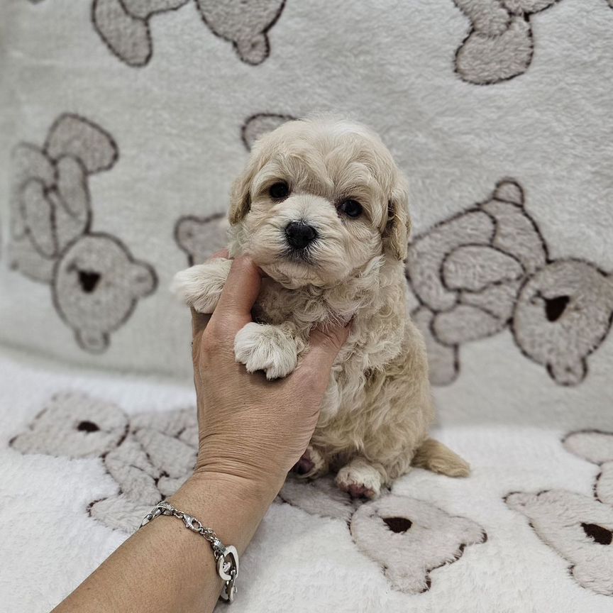 Maltipoo F1 красивый мальчик Корея+Китай