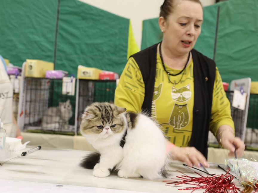 Персидские котята