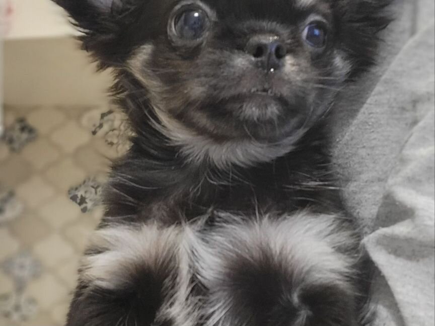 Носик курносик