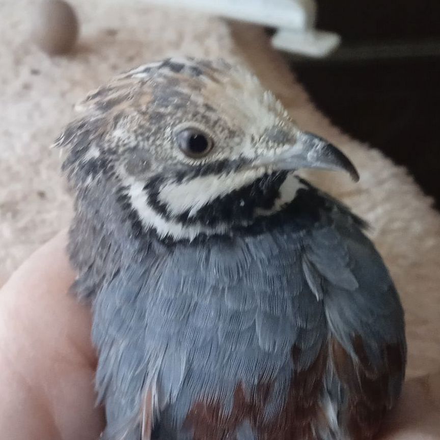 Перепела расписные в дар