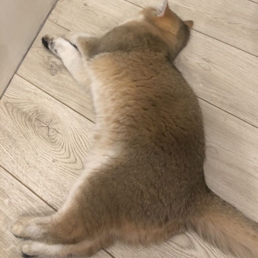 Кошка(экзот