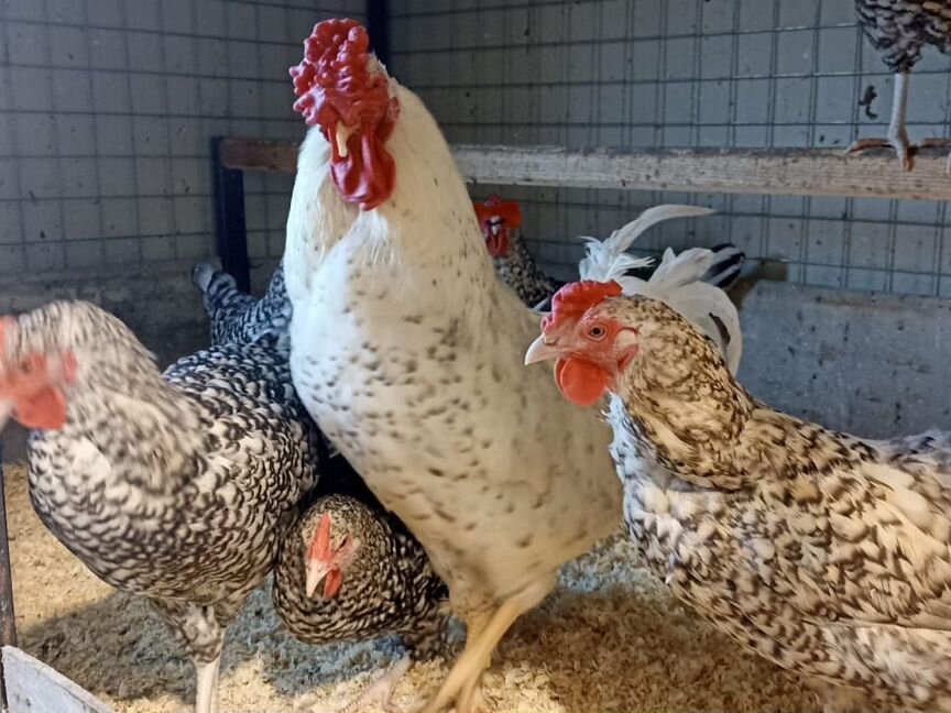 Инкубационное яйцо Пушкинские, Австралорпы черные