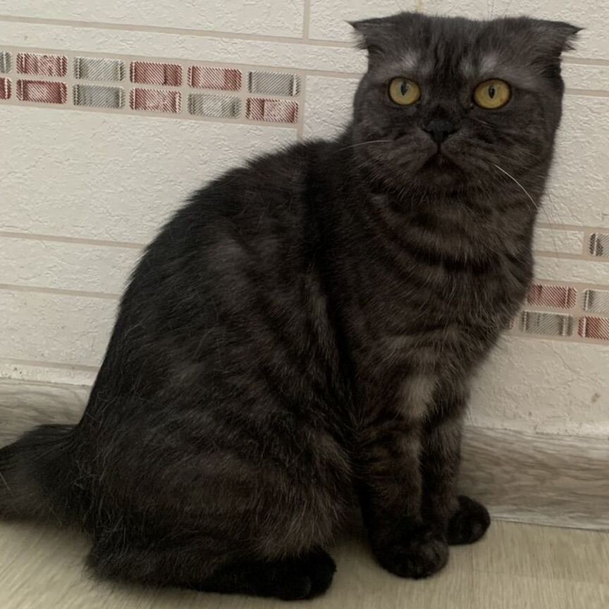 Шотландская вислоухая короткошёрстная, взрослая кошка