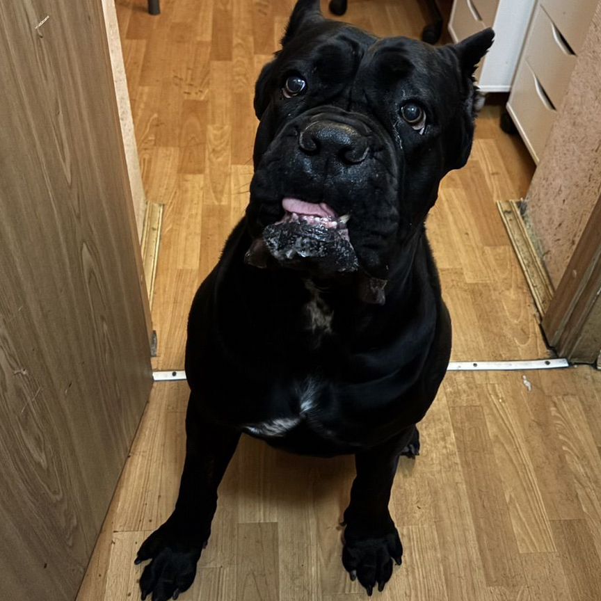 Кане-корсо, взрослый пёс