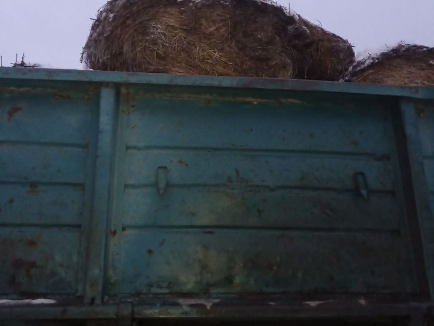 Сено суданка прошлого года