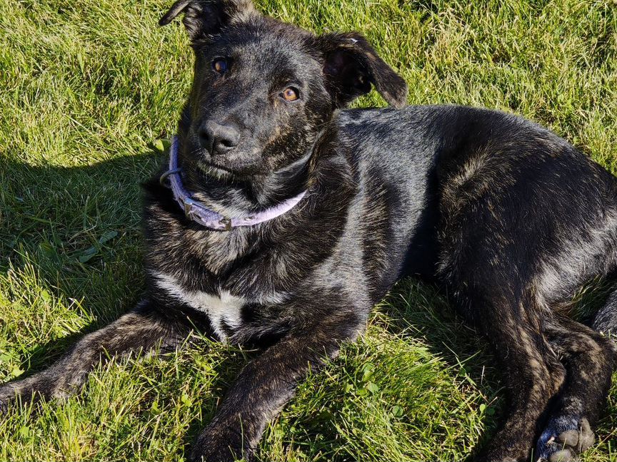 Тигровая красавица в добрые руки