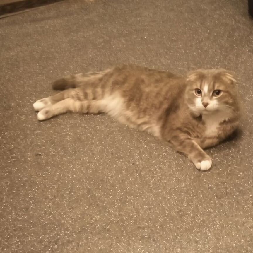 Шотландский вислоухий короткошёрстный, взрослый кот