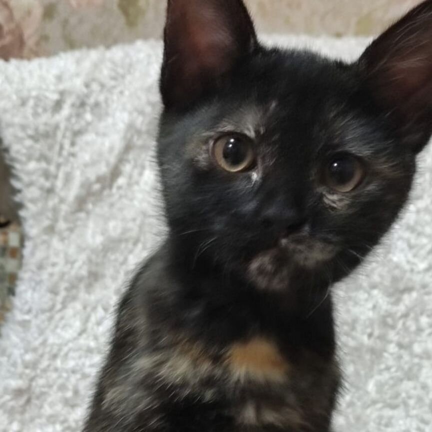 Отдам в добрые руки котенка девочку