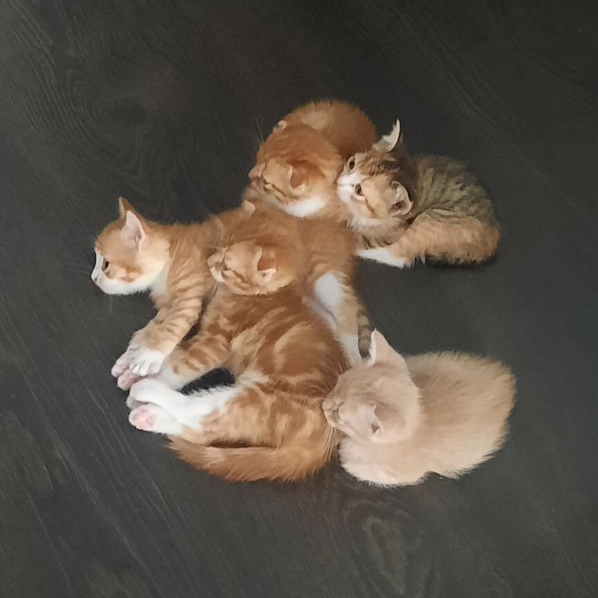 Котята в добрые руки рыжие белые полосатые