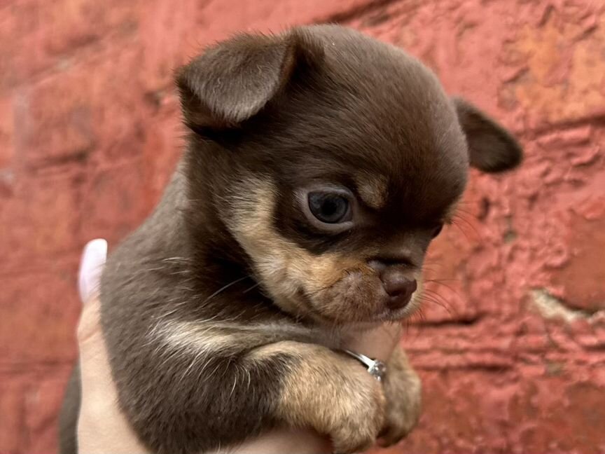 Щенки чихуахуа