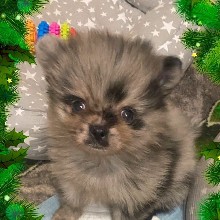 Померанский шпиц