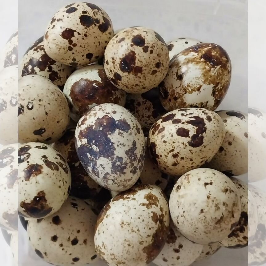 Мясо,яйцо,цыплята