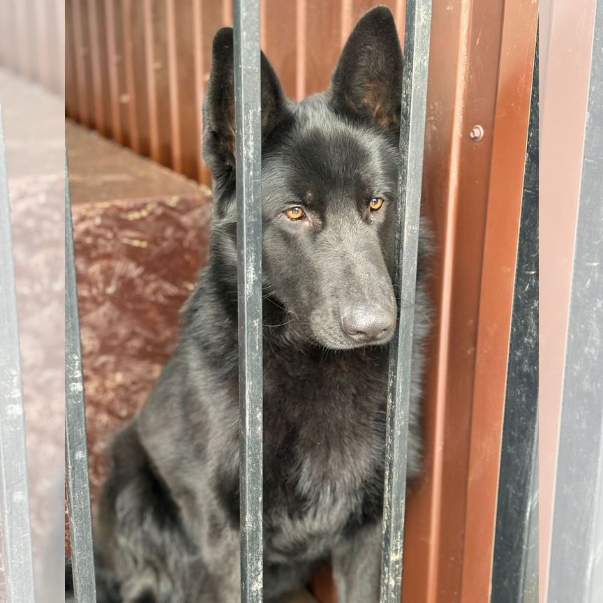 Жених ищет невесту. Вязка