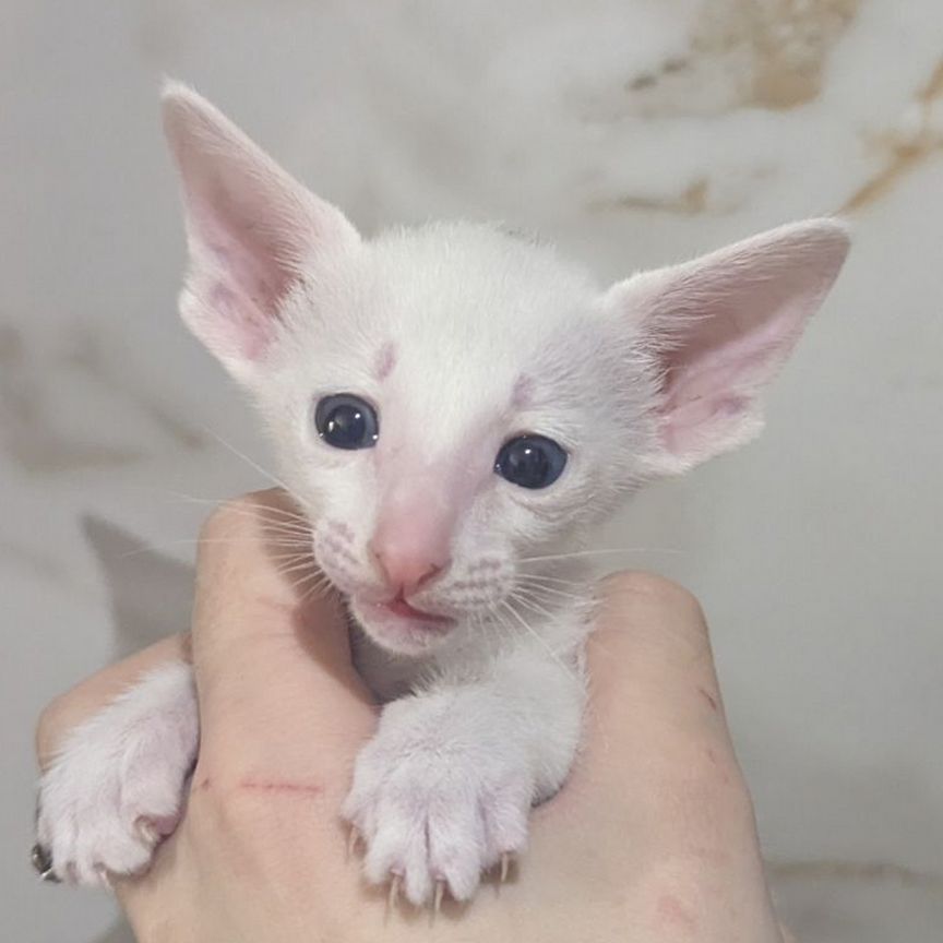 Ориентальный котёнок