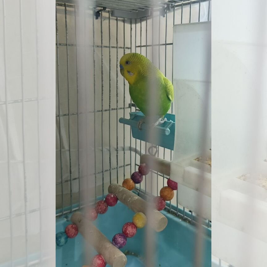 Волнистый попугай