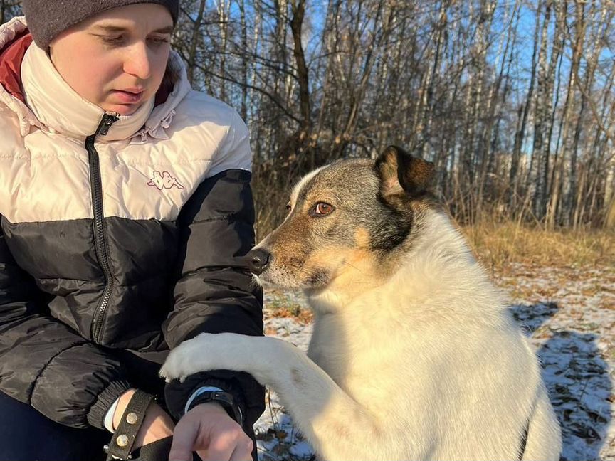 Спокойная робкая ласковая собака бесплатно в дар