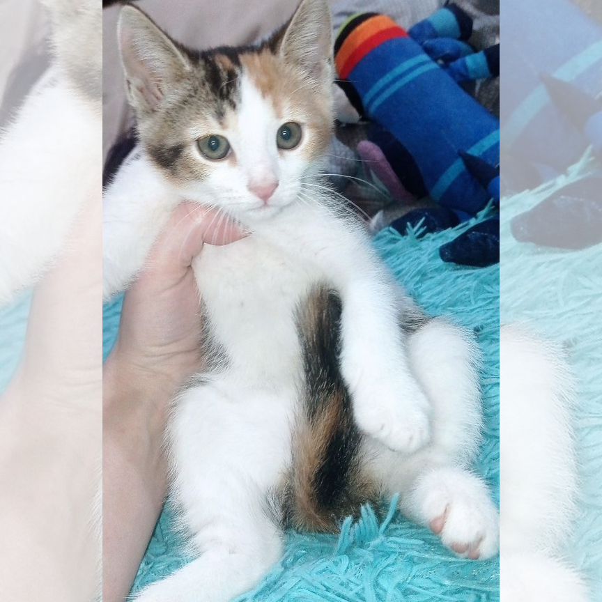 Котёнок в добрые руки