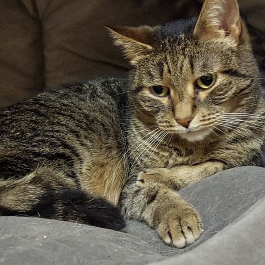 Кот