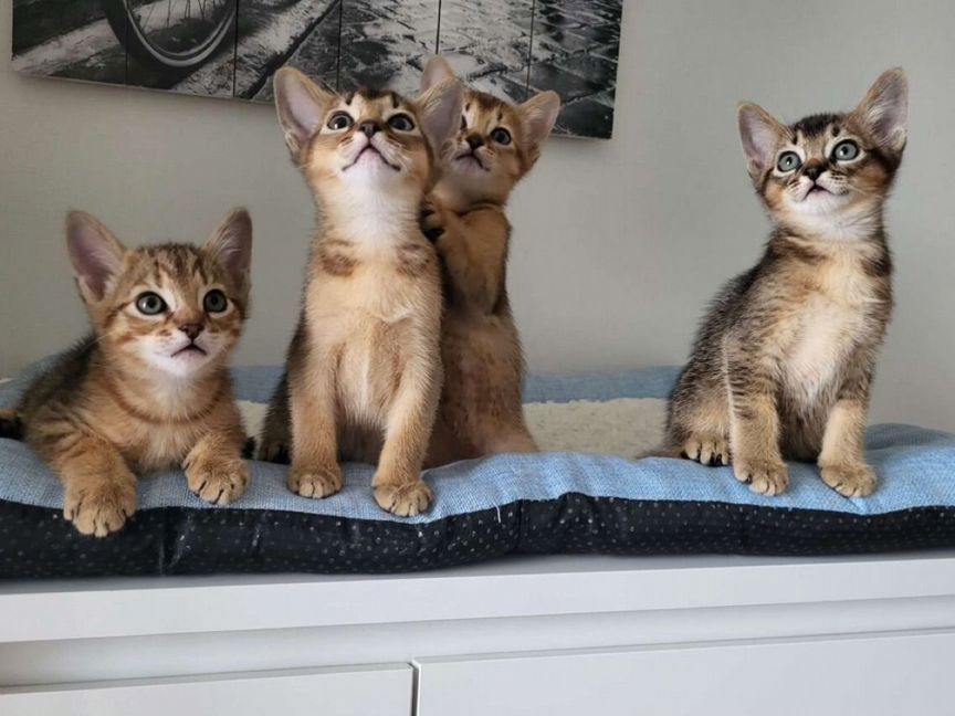 Котята