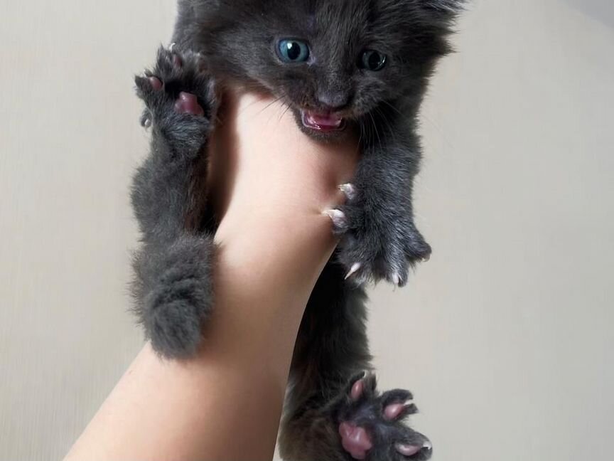 Котята мейн-кун