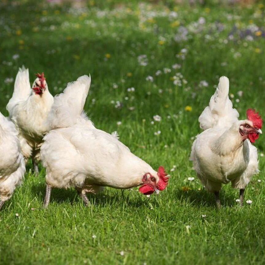 Курочка несушка