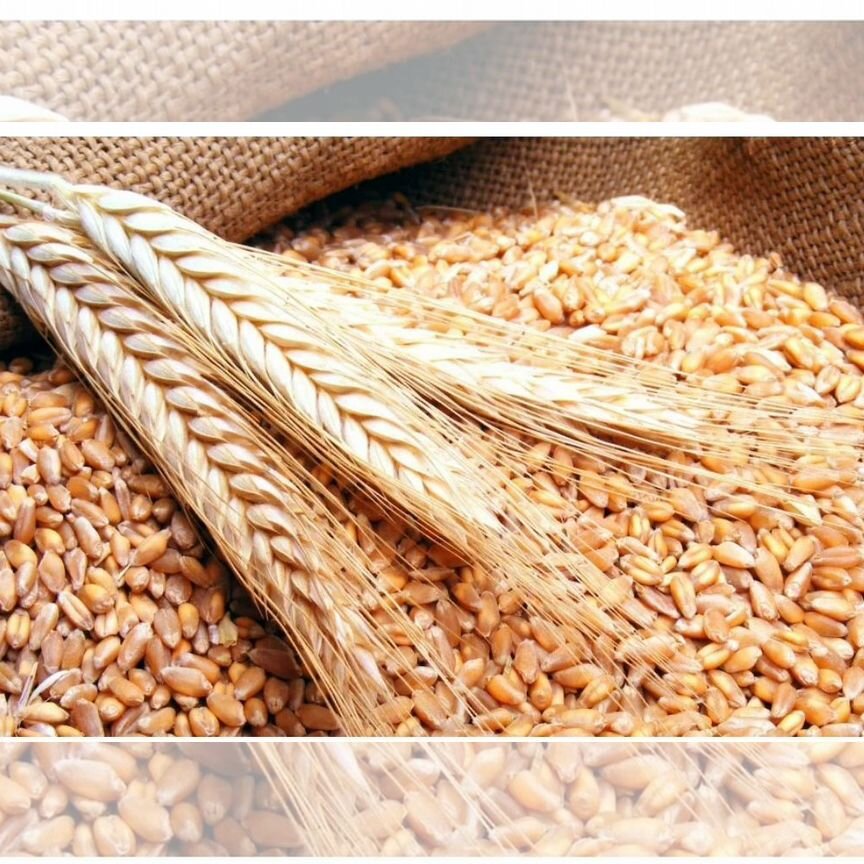 Зерно. Пшеница. Ячмень