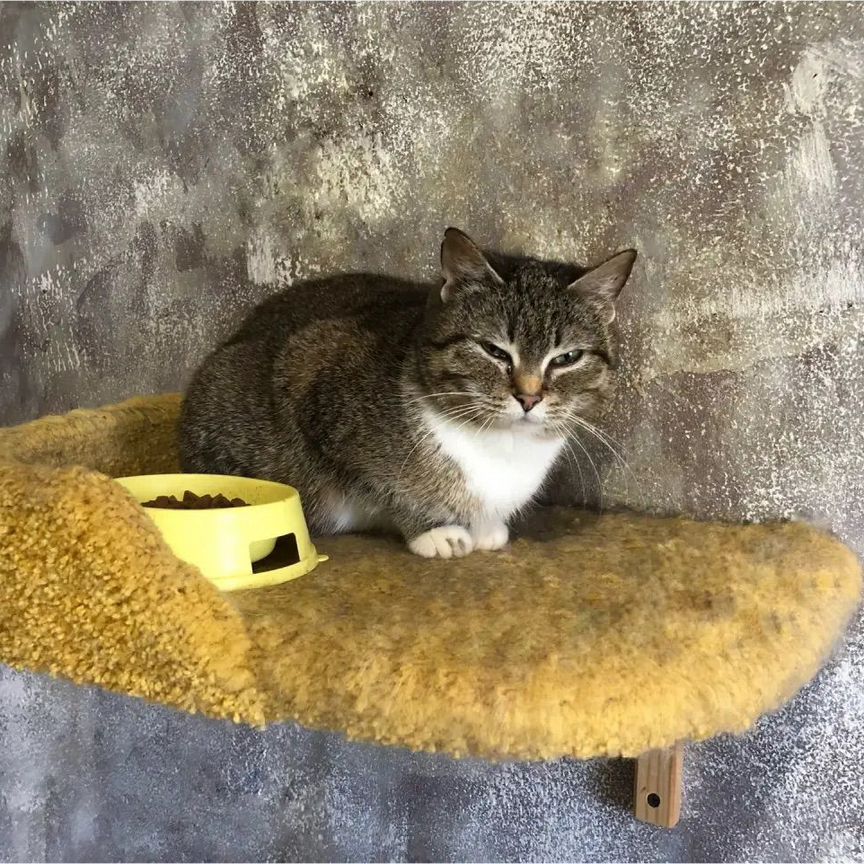 Взрослая, кошка в добрые руки